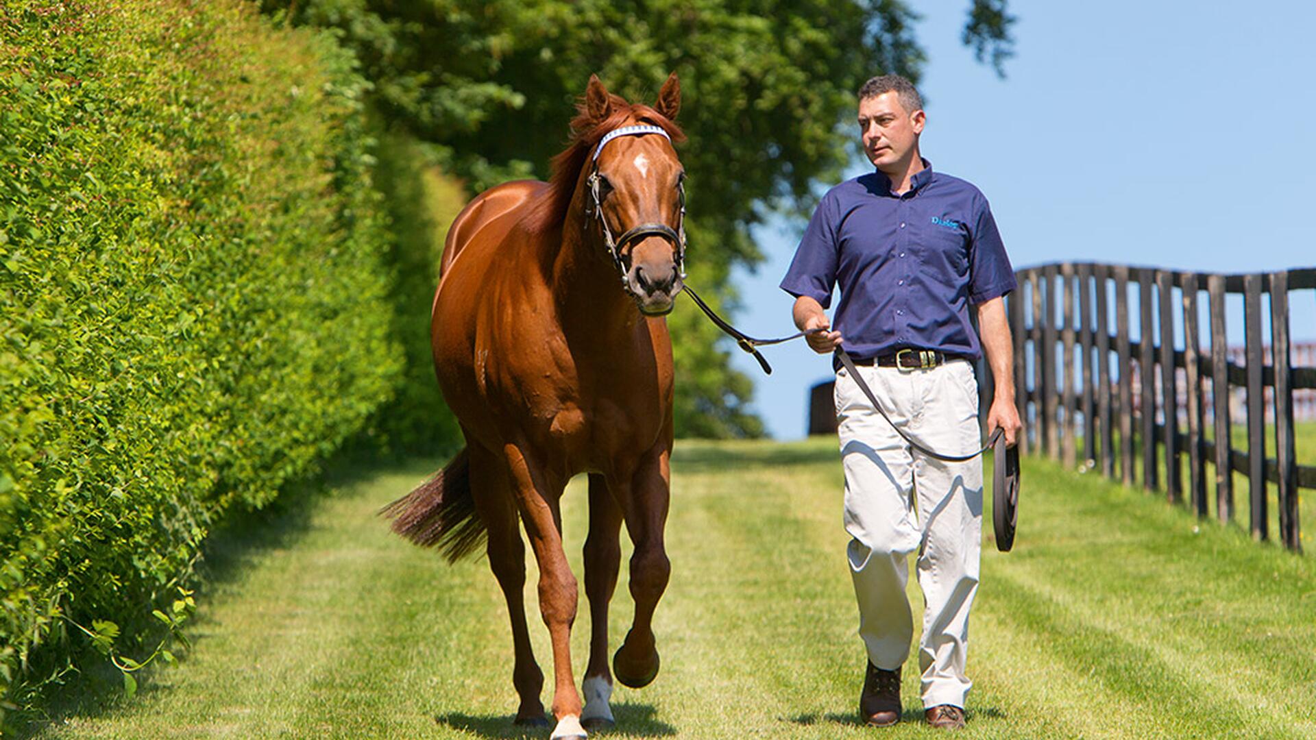 Stallions | Godolphin Lifetime Care