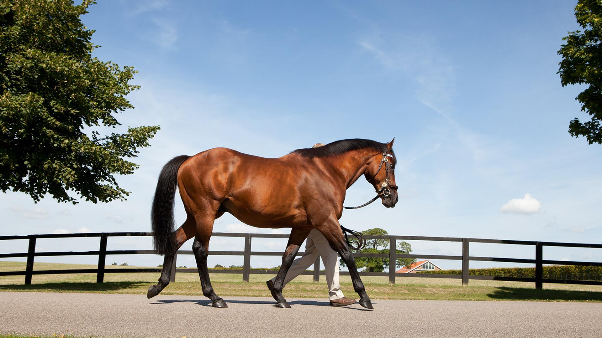 Stallions | Godolphin Lifetime Care